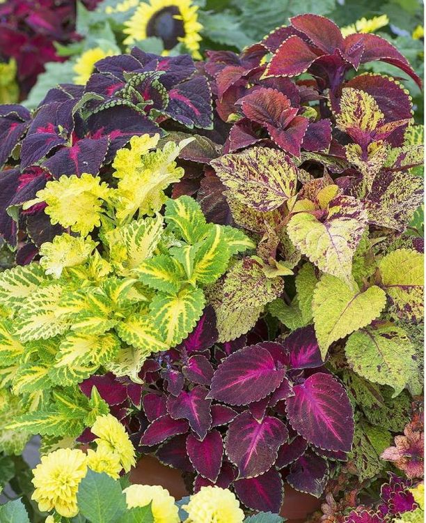 COLEUS ( Coleus Blumei ) BUNTNESSEL / 10 Samen (Neu (gemäss Beschreibung)) in Hinteregg für CHF ...