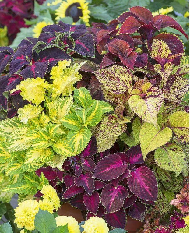 COLEUS ( Coleus Blumei ) BUNTNESSEL / 10 Samen (Neu (gemäss ...