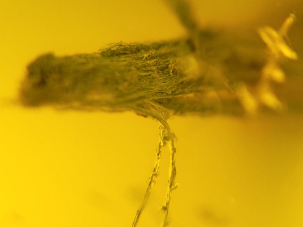 HAMMER Bernstein mit seltenen Inklusen!! Holz Zweige groß (Neu (gemäss ...