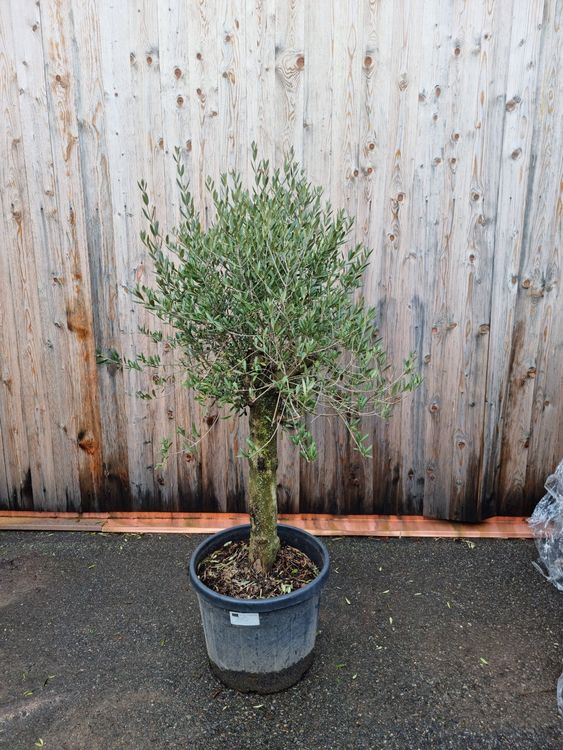 Olivenbaum winterhart | Kaufen auf Ricardo