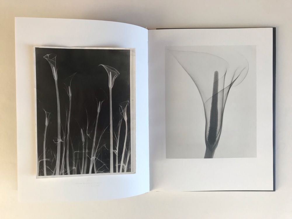 Calla Lilien 1936 VINTAGE Röntgen-Fotografie X-Ray Blumen (Gebraucht ...