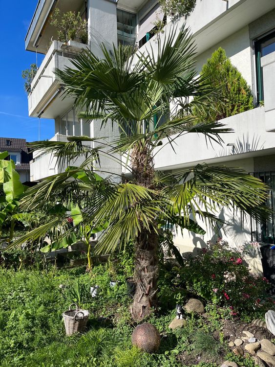 Schöne Tessiner Palme | Kaufen auf Ricardo