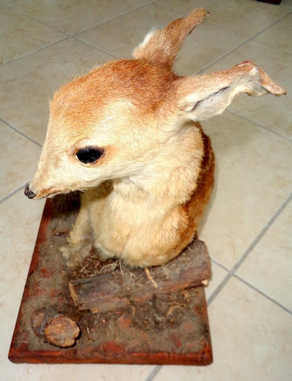 TOP !! Präparat,Tierpräparat , Rekitz , Reh L47×T22×H30 cm (Gebraucht ...