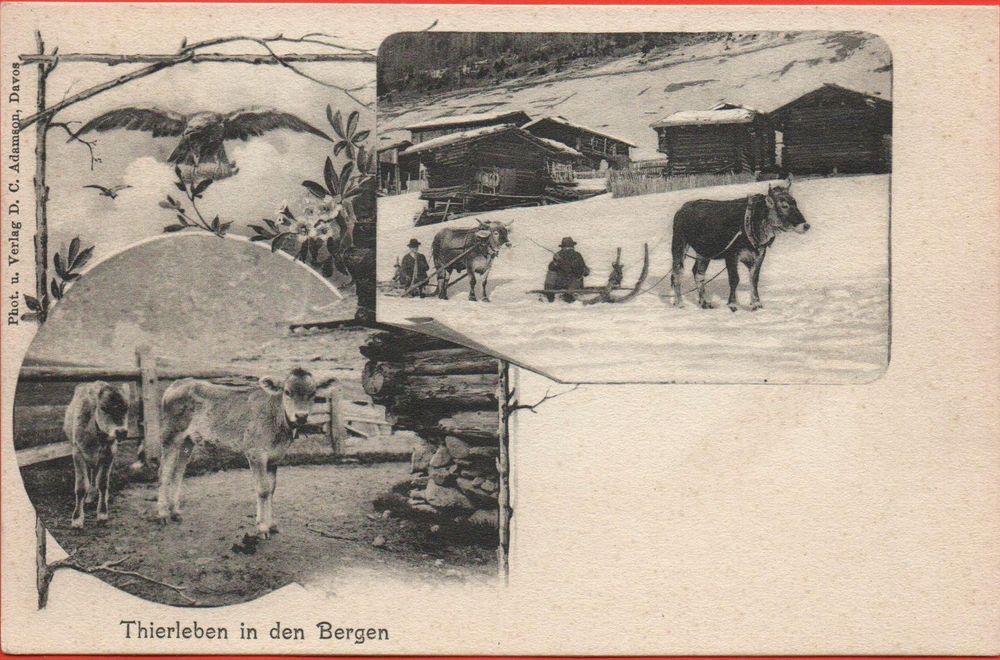 DAVOS Tierleben in den Bergen, Kuh zieht Schlitten (Neu (gemäss ...