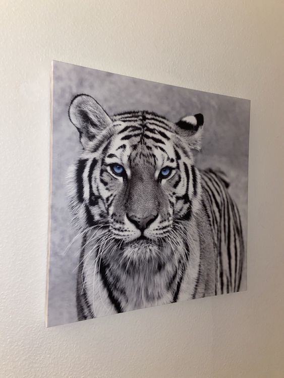 Tiger Bild Schwarz Wei