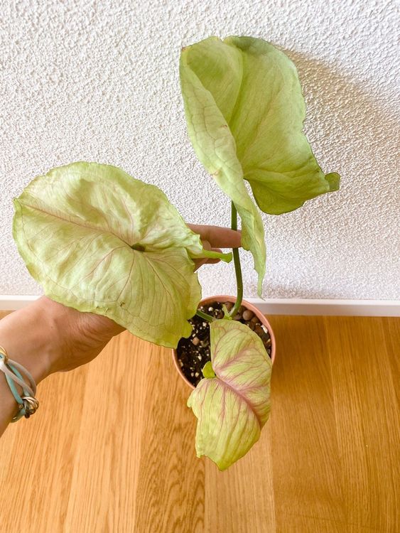 Syngonium 'Bold Allusion' (Neu (gemäss Beschreibung)) in Laupen BE für ...