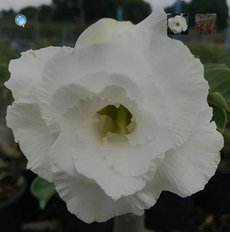 *Ratität* Adenium Obesum / Wüstenrose Snow White (Neu (gemäss ...