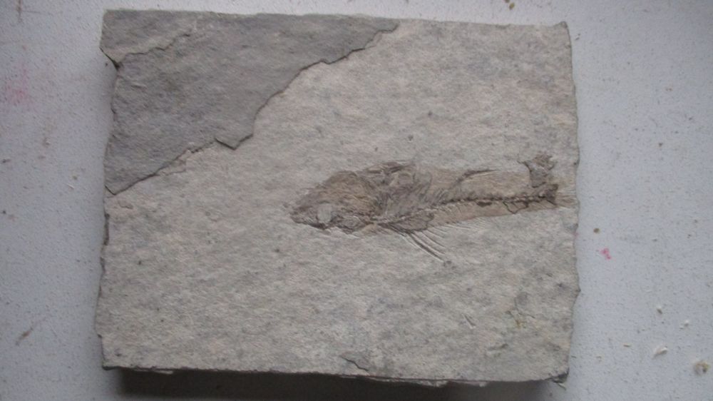 Versteinerter Fossil Fisch (Gebraucht) in Weier im Emmental für CHF 5 ...