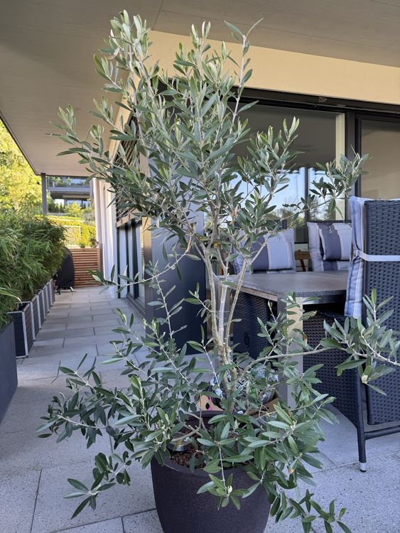 Olivenbaum Olea europea (Gebraucht) in Stetten SH für CHF 160 – nur Abholung auf Ricardo kaufen