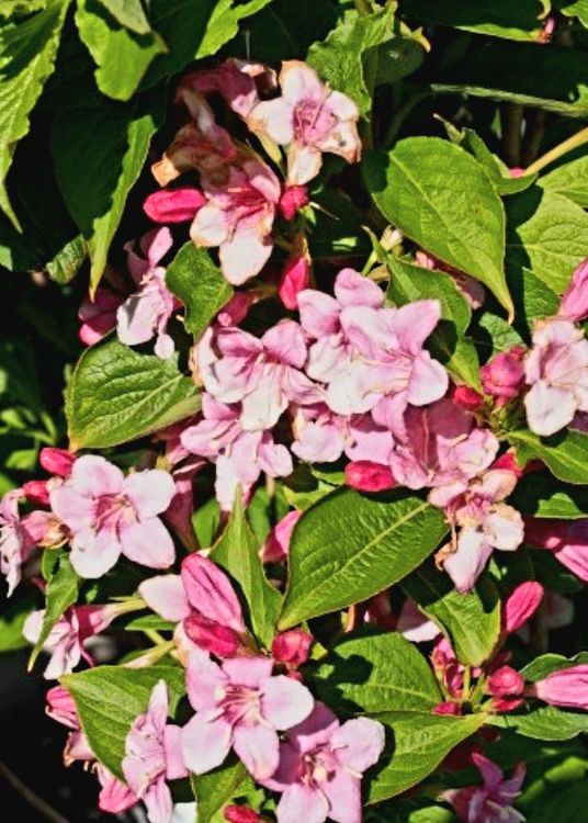WEIGELA ROSEA FLORIDA Steckling mit Knospen, Wurzeln 50 cm (Neu und ...