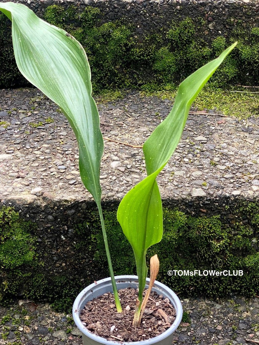 Aspidistra Elatior Hoshi-Zora - Starry Sky Cast Iron Plant (Neu und ...