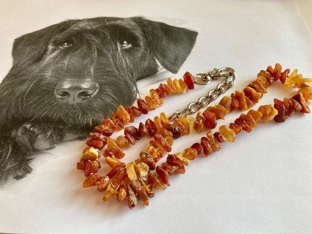 Hundekette -Xerax präsentiert Bernsteinkette/Amber/Ambre (Neu (gemäss ...