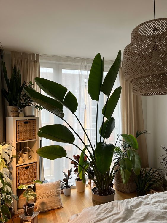 Grosse Strelitzie / Strelitzia / Bird of Paradise (240 cm) | Kaufen auf ...