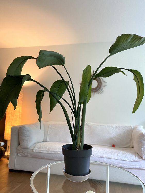 grosse strelitzie nicolai 108 cm zimmerberg | Kaufen auf Ricardo