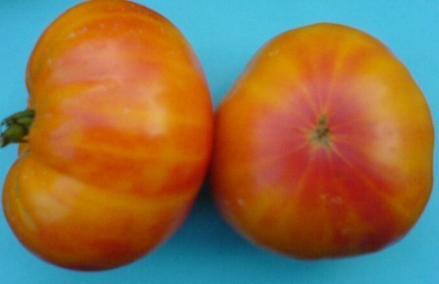 Fleischtomate: Berner Rosen - Pflanze!!! (Neu (gemäss Beschreibung)) in ...