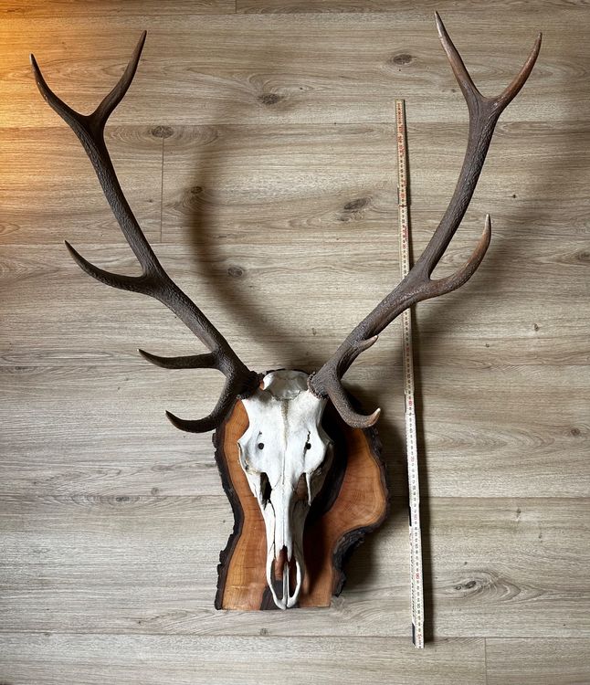 Hirsch Geweih Kaufen