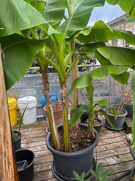 Winterharte Bananen Kaufen