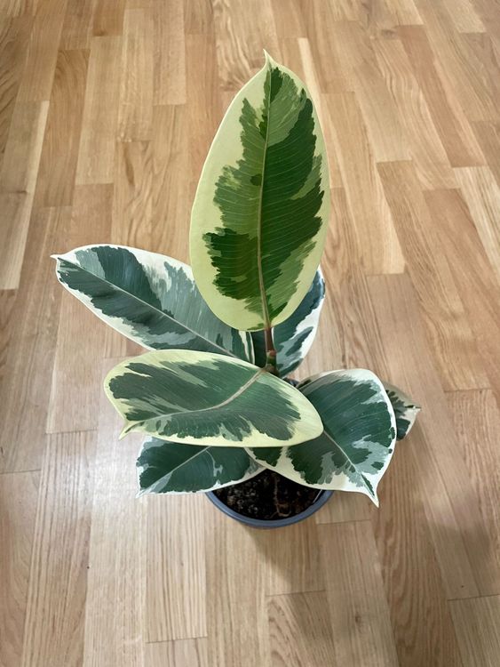 Ficus elastica variegata | Kaufen auf Ricardo