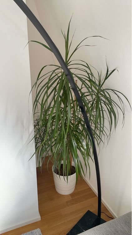 Schöner Drachenbaum im weissen Topf (Gebraucht) in Zug für CHF 40 – nur Abholung auf Ricardo kaufen