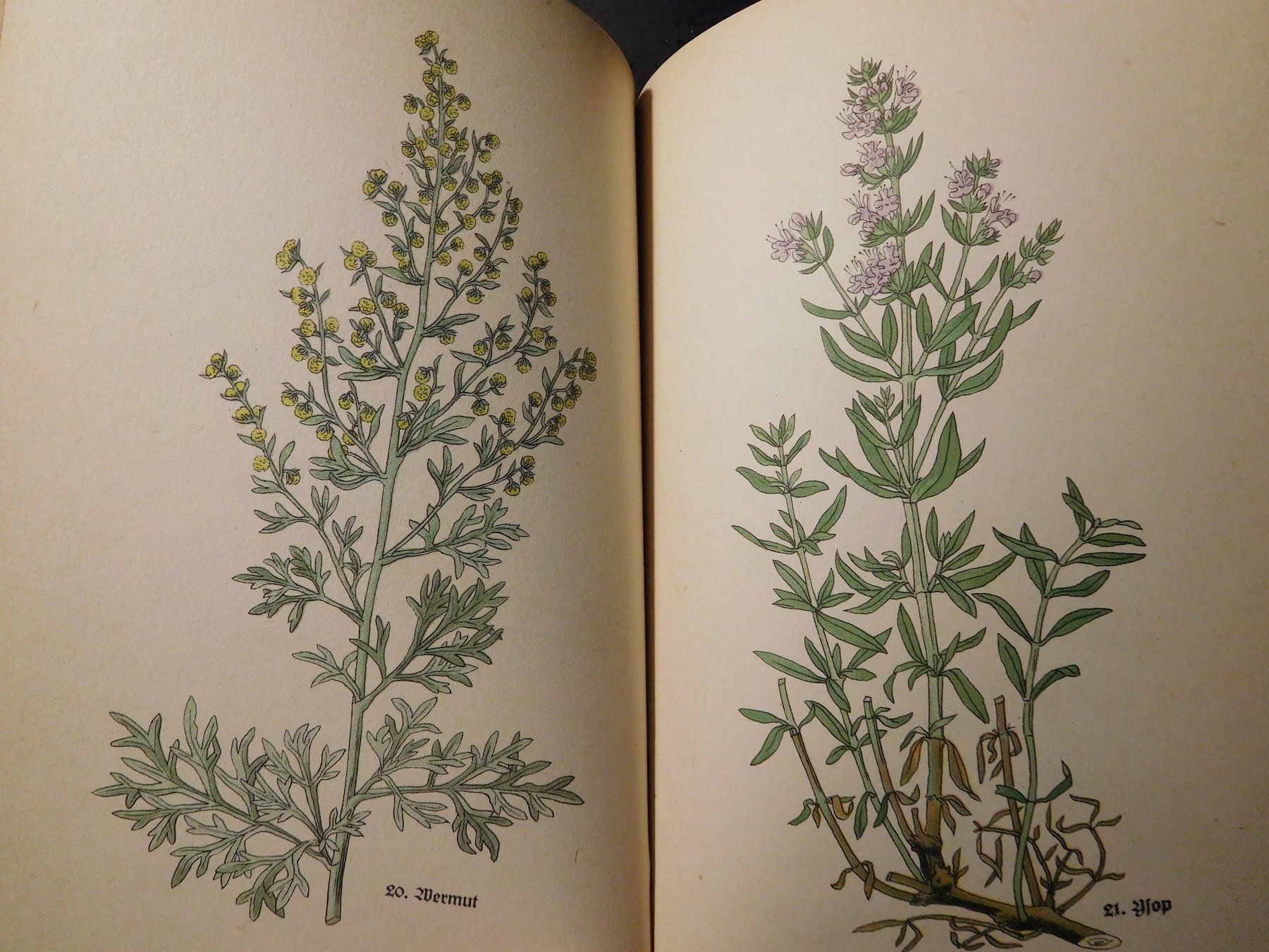 Das kleine Kräuterbuch, Insel-Bücherei Nr. 269, Pflanzen (Neu (gemäss ...