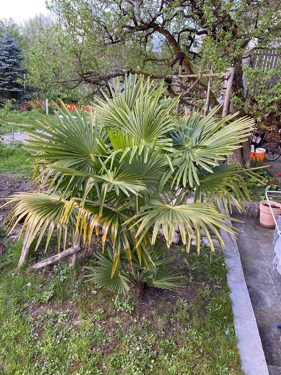 Tessiner Palme, wetterfest (Gebraucht) in Aarau für CHF 89 – nur ...