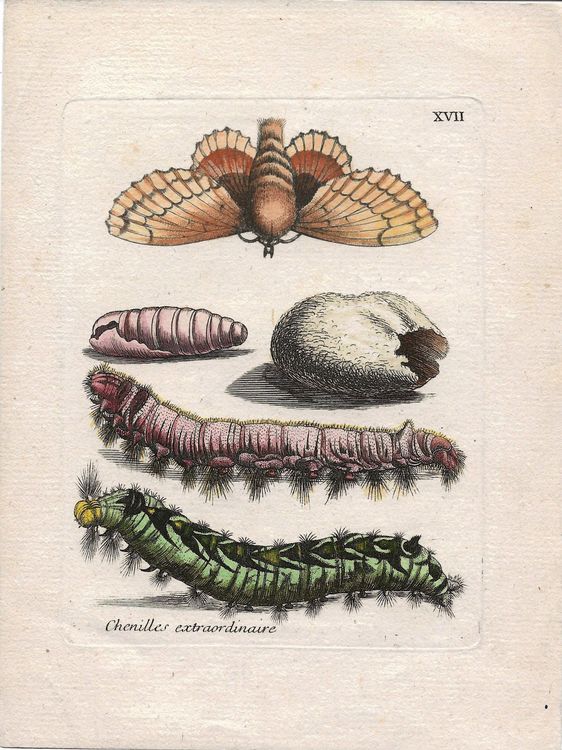 Kupferstich 1780 - Raupen, Schmetterling (Gebraucht) in Frauenfeld für CHF 16 – mit Lieferung ...