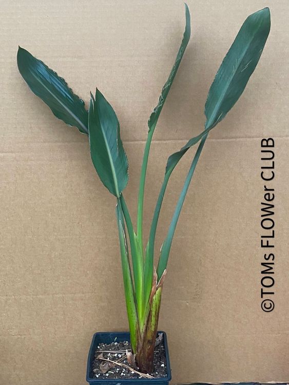 Strelitzia Reginae / Paradiesvogelblume 50x50cm | Kaufen auf Ricardo