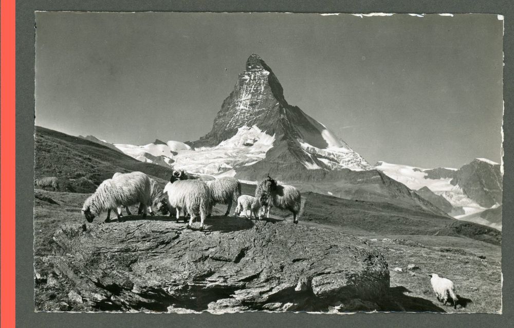 AK sw Zermatt VS Sommer, Schafherde vor Matterhorn ≈ 1956 (Gebraucht) in Basel für CHF 3 – mit ...