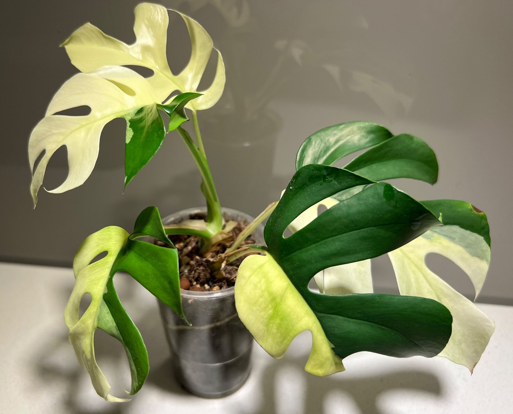 🔥Monstera Minima Variegata (Gebraucht) in Glattpark(Opfikon) für CHF 42 ...