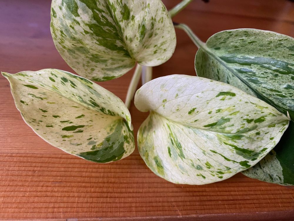 Epipremnum pinnatum marble (snow) queen, bew. Steckling (Neu (gemäss ...