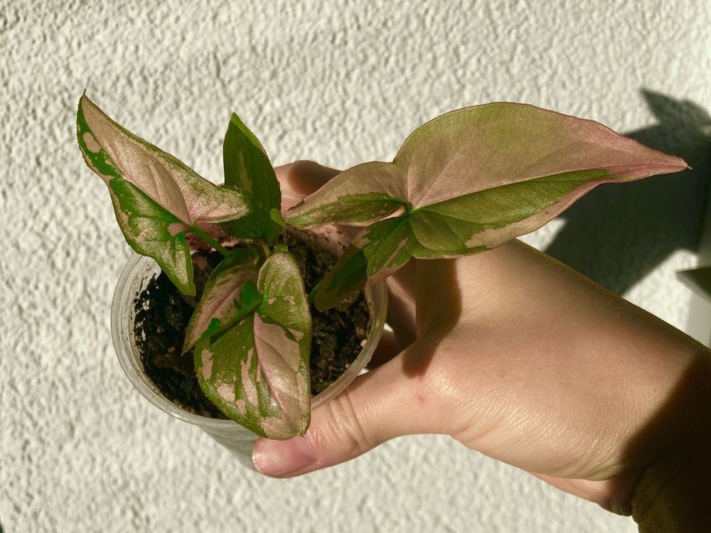 Syngonium red spot / pink splash (Gebraucht) in Forch für CHF 10 – mit ...