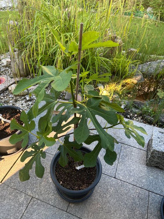 Feigenbaum Gustis® Perretta® inkl. Kübel (Neu (gemäss Beschreibung)) in Riniken für CHF 55 – nur ...