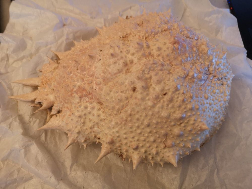 grosser Krebs Panzer mit Randzacken Krabbe sehr dekorativ (Gebraucht ...