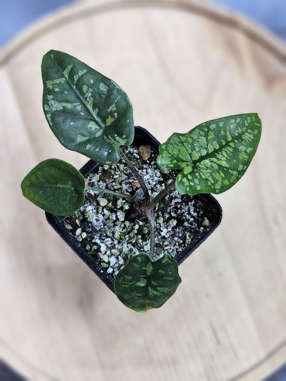 Alocasia boyceana 'Shattered Glass' (Neu und originalverpackt) in ...