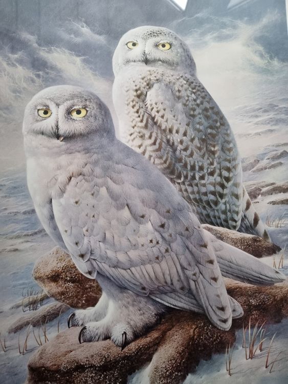 Raymond WATSON (1935-1994) LITHO. mit neuwertigem Rahmen | Kaufen auf ...