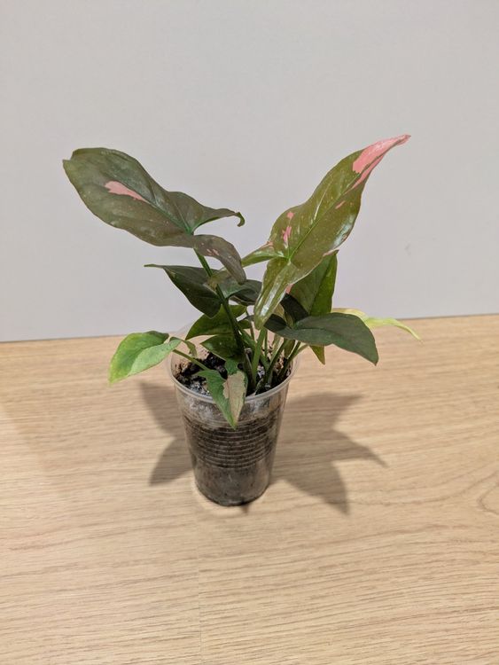 Syngonium Pink Splash Red Spot- Rare (Gebraucht) in Winkel für CHF 6 ...