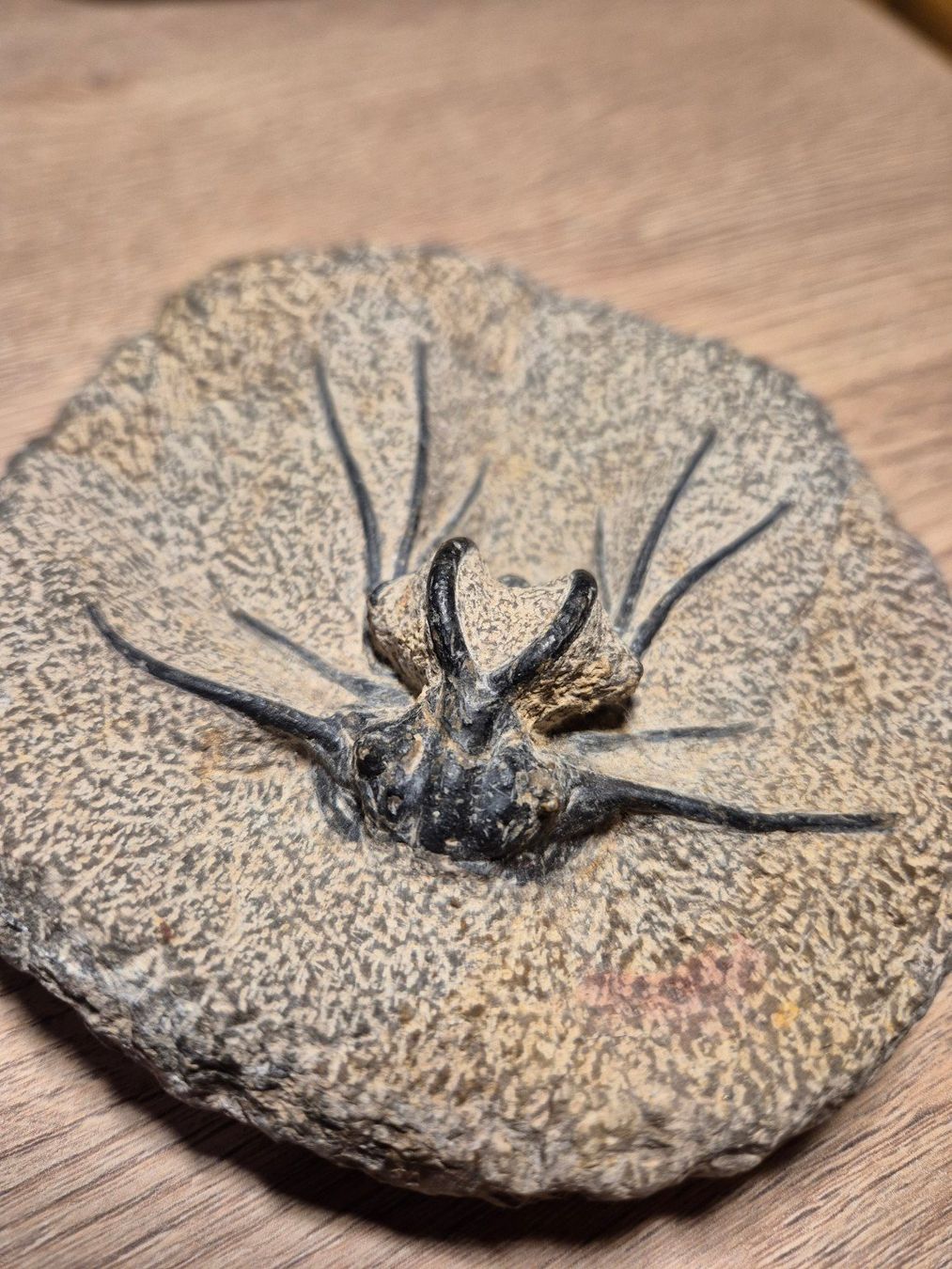 Fossile trilobite à longues épines – sur gangue naturelle (D'occasion ...