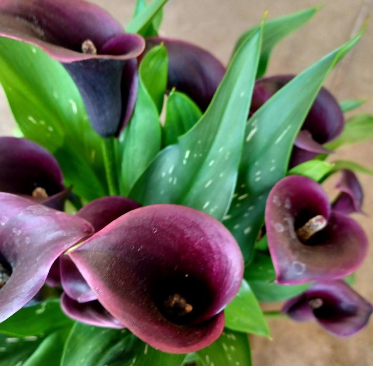 30 cm Seltener Calla "Black Star" 🌾 Rare Calla "Black Star" (Neu und ...