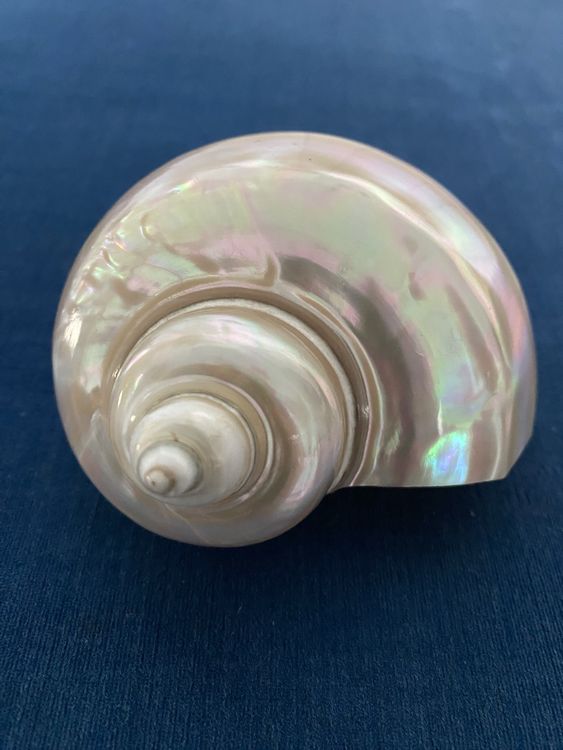 Schöne seltene Muschel (Gebraucht) in La Cibourg für CHF 30 – mit ...