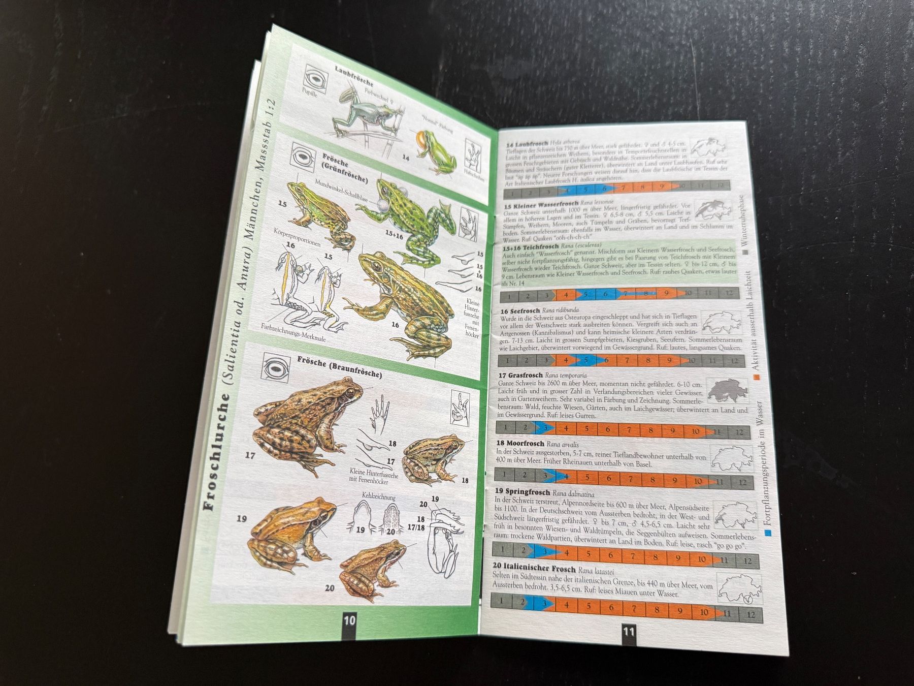 Amphibien der Schweiz - SVS-Heft, Top Zustand, selten! (Gebraucht) in ...