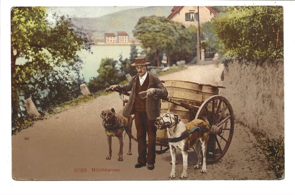 Milchmann mit Milchkarren von Hunden gezogen - Bern 1910 | Kaufen auf ...