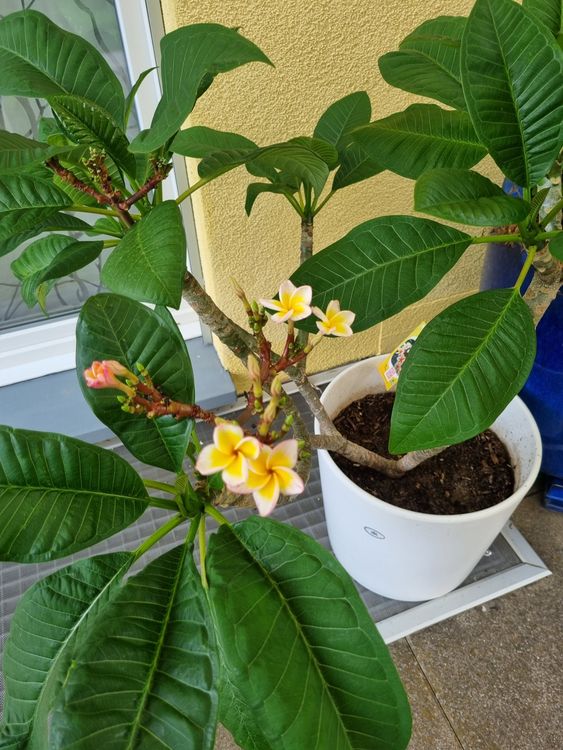 Faszinierend Frangipani Kaufen Obi Bild