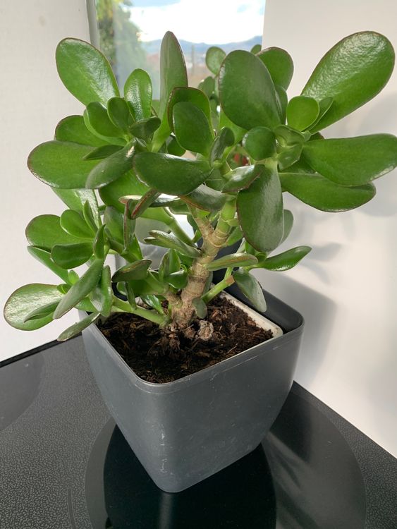 prächtiger Geldbaum Crassula ovata Pfennigbaum 20 cm (Neu (gemäss ...