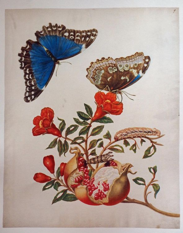 Maria Sibylla Merian: limitierte Auflage: Buch & 50 Tafeln | Kaufen auf ...