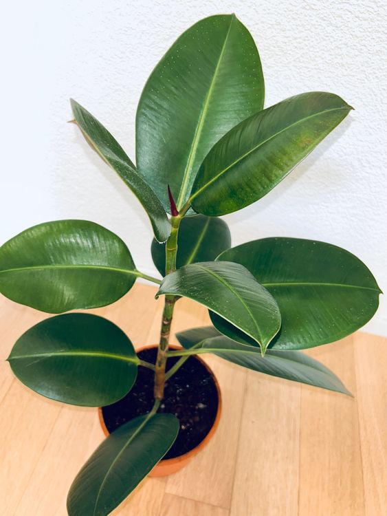 FICUS ELASTICA ROBUSTA Pflanze, Gummibaum (Gebraucht) in Kilchberg ZH ...