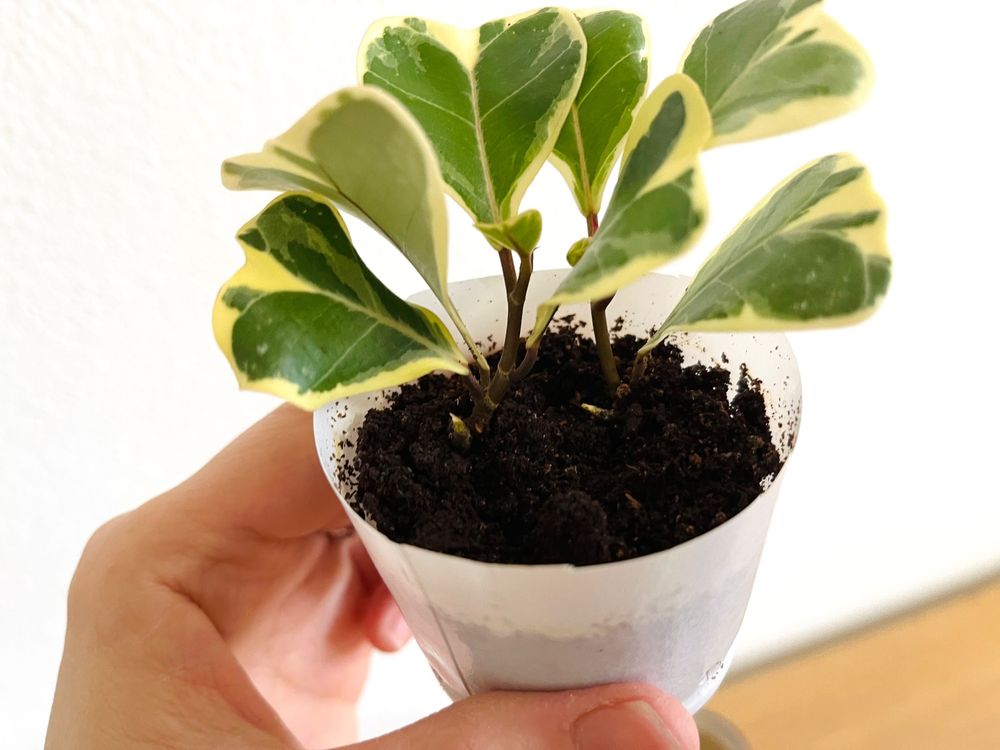 Ficus triangularis Sweetheart 2baby Pflanze (Gebraucht) in Basel für ...