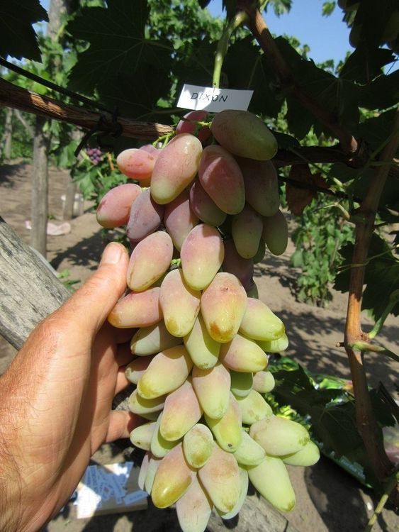 Vigne - Raisin de collection DIXON (Neuf (Voir description)) à ...