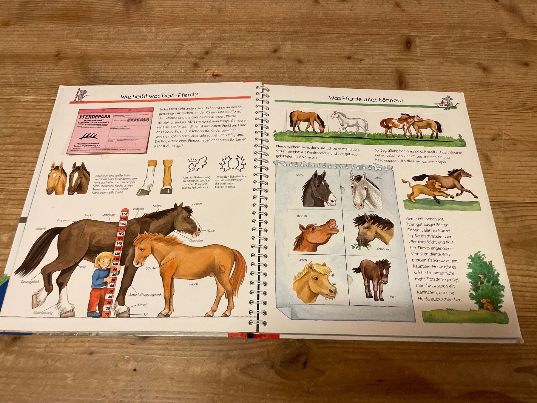 WIESO? WESHALB? WARUM? Alles Über Pferde Und Ponys (Gebraucht) in ...