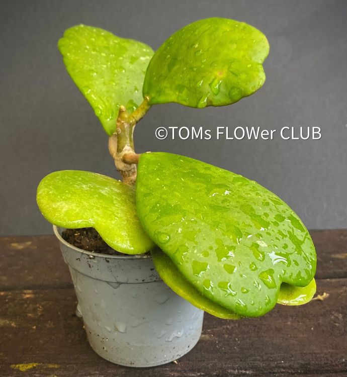 Hoya Kerrii 5L | Kaufen auf Ricardo