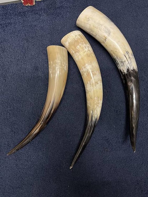 Kunststoff Hörner Horn Büffel Rind Cow (Gebraucht) in Maur für CHF 20 ...